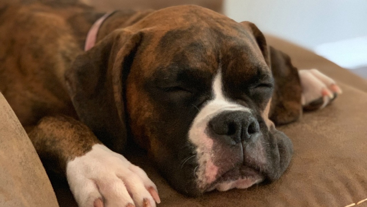 Fundraiser by Kris Reibling : Support Hazel's Cancer Treatment