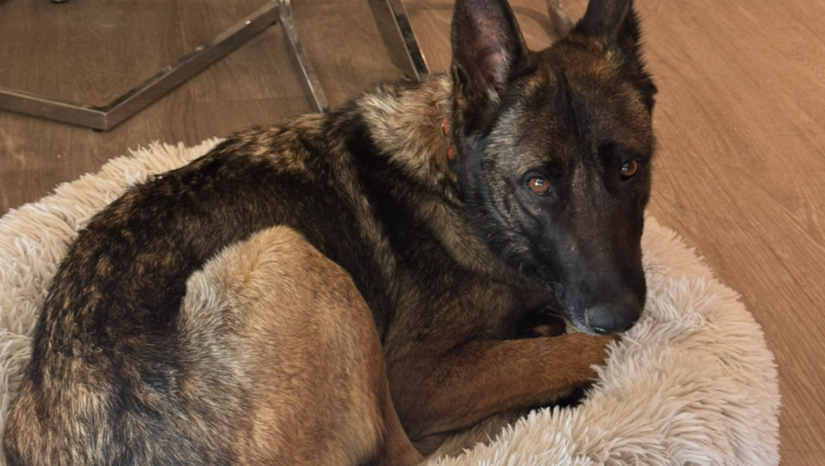 Fundraiser by Chelsey Bosic : Help Ava Heal: Fund Her Essential Training