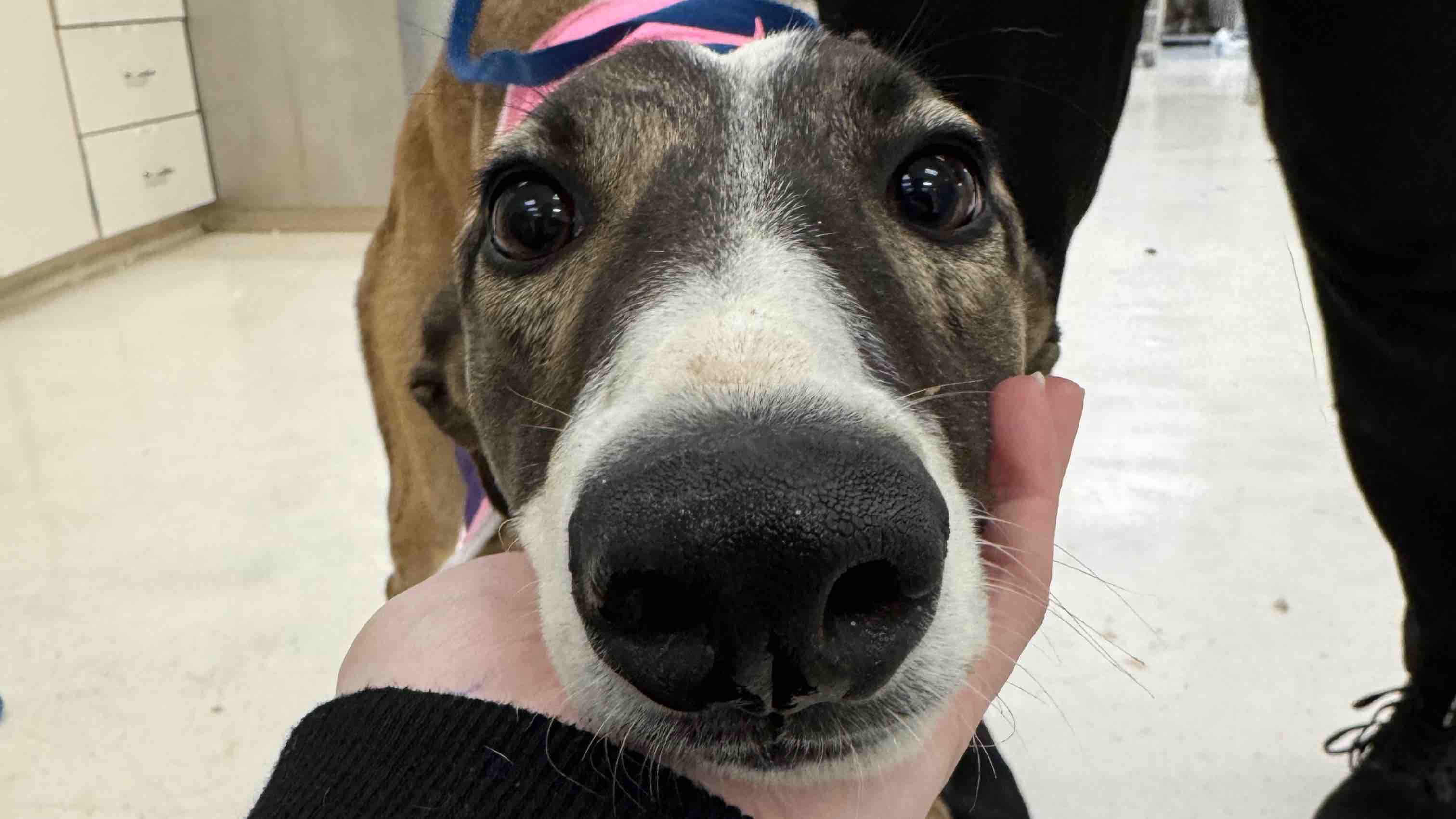 Fundraiser by Sara Wells : Every Life Deserves a Chance - Joy’s Journey