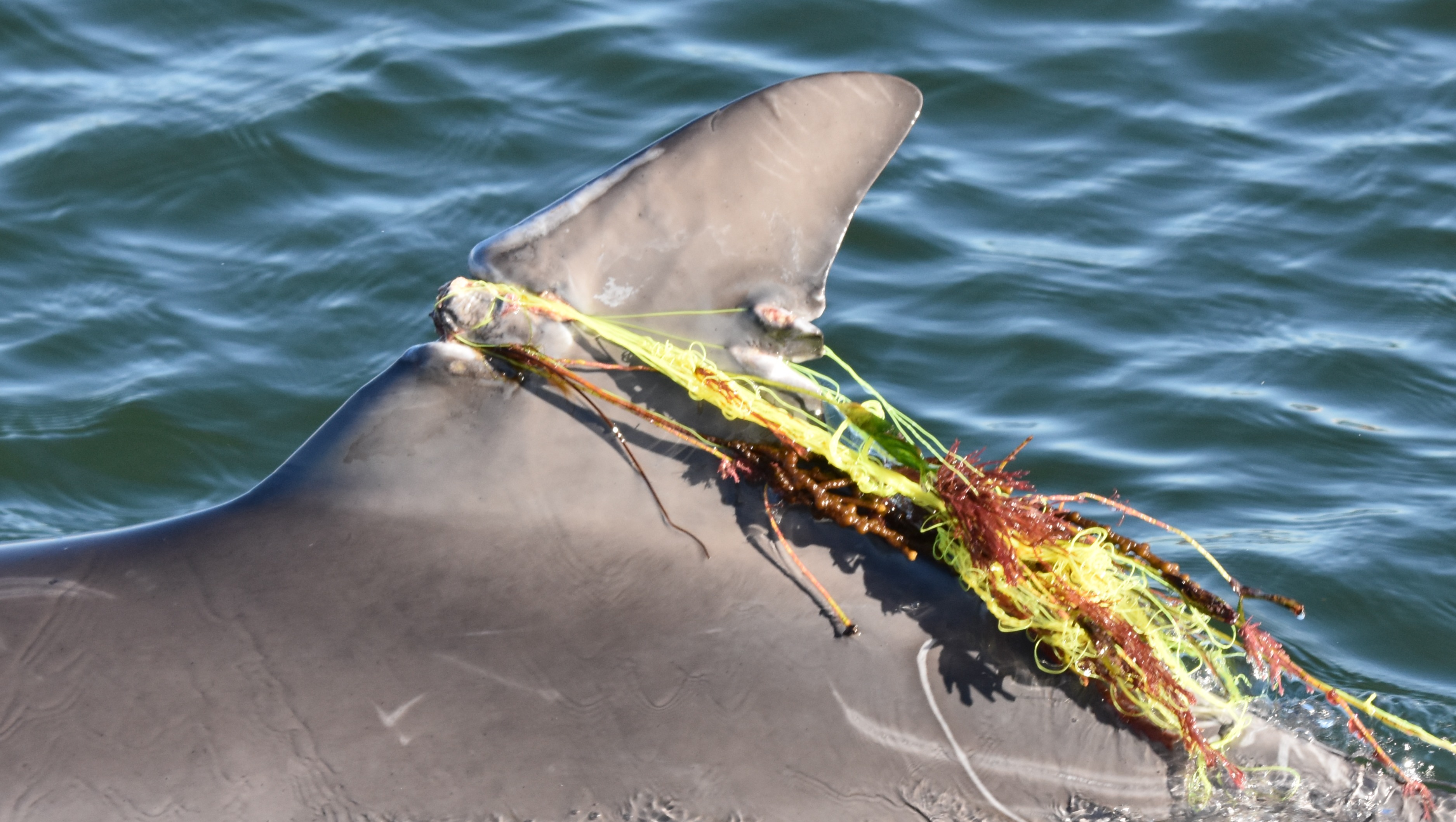 Fundraiser by Krista Nicholson : Dolphins entangled in recreational ...