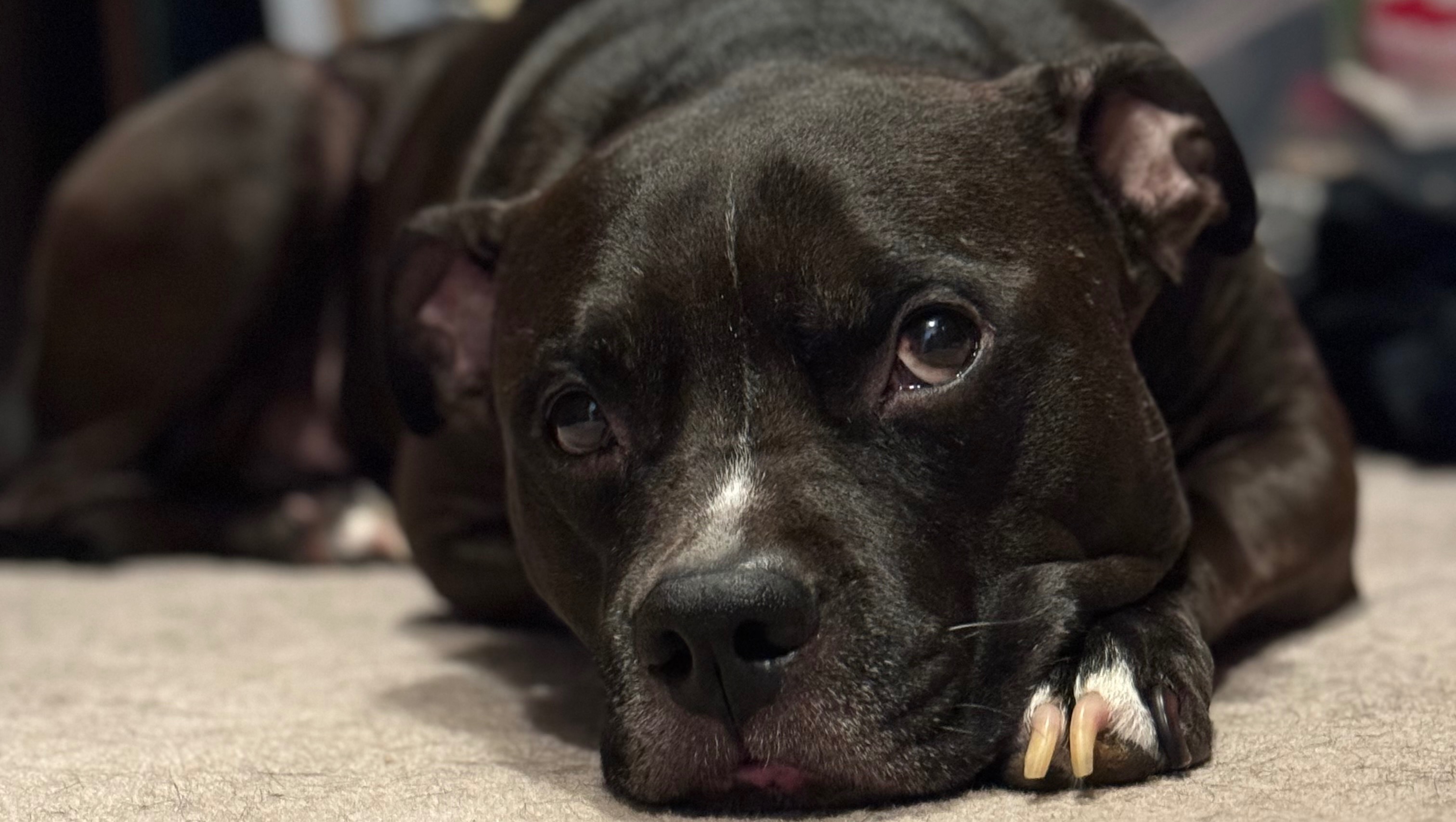 Fundraiser by Cassandra Sheard : Support Jupiter's Life-Saving Surgery