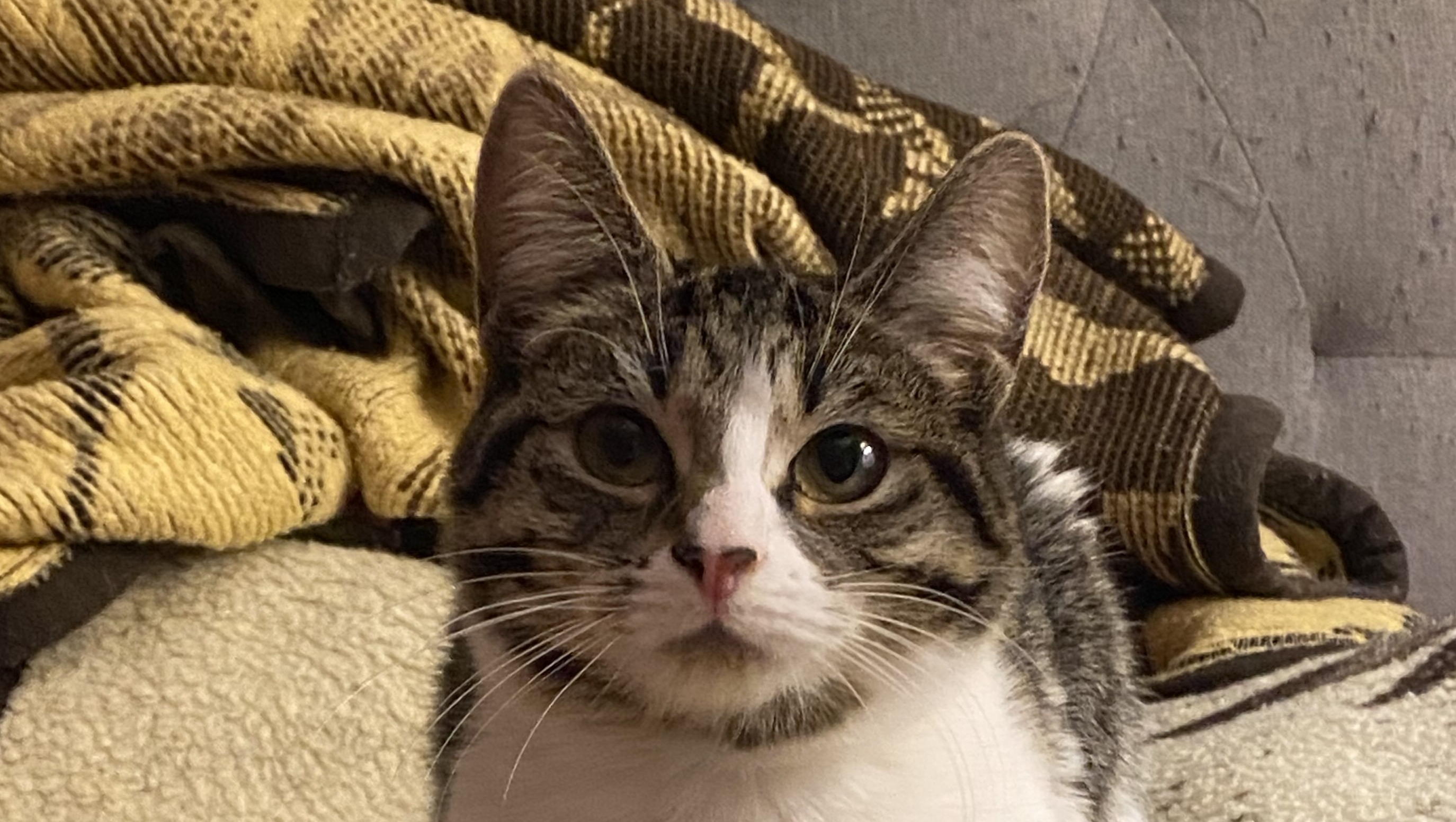 Fundraiser by Charles Moheato : Donate to Ysera's Care and Family's Hope