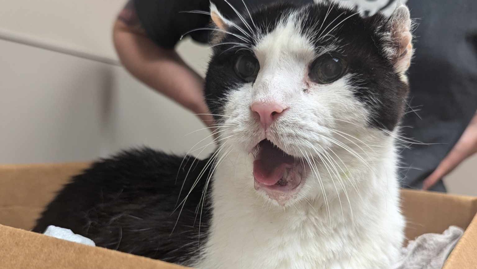 Fundraiser by William Pryor : Support Captain Morgan's Jaw Surgery