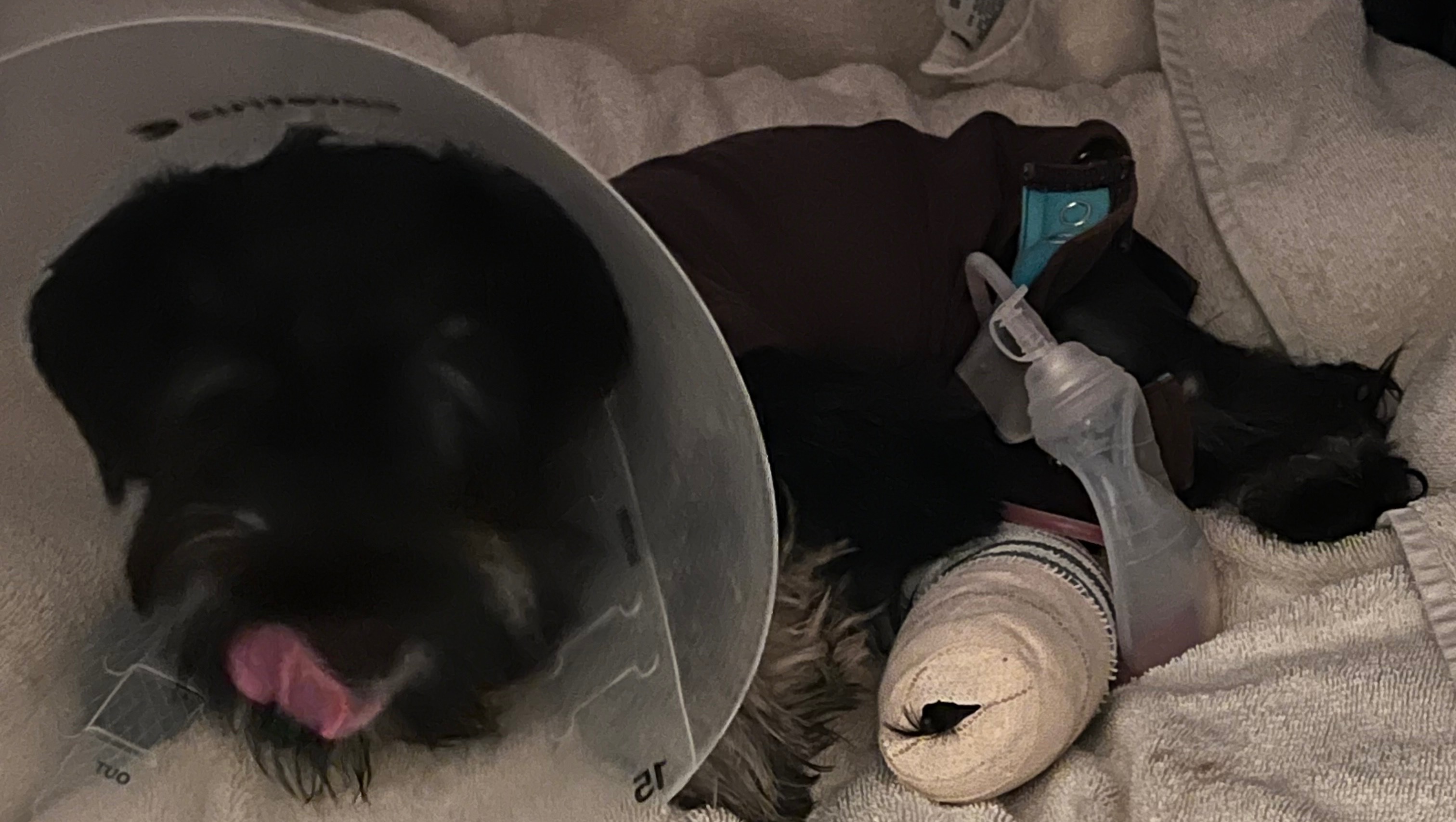 Fundraiser by Laura Flick : Support Mr. Carson's Life-Saving Surgeries