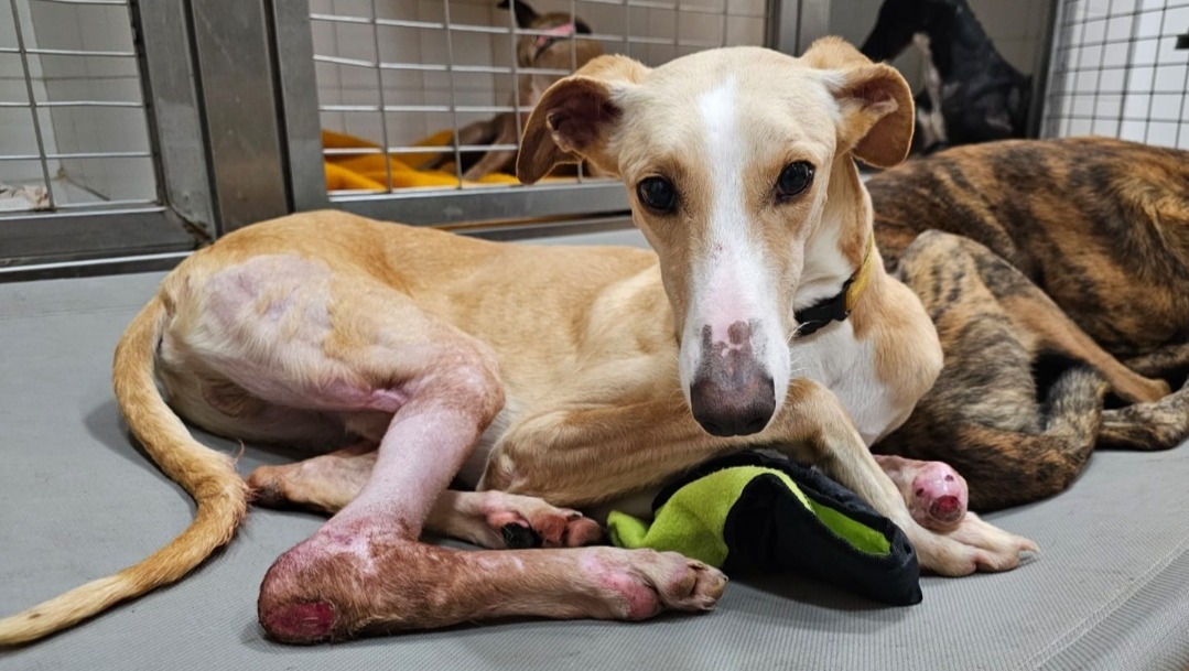 Fundraiser by Project Galgo : Project Galgo Crisis