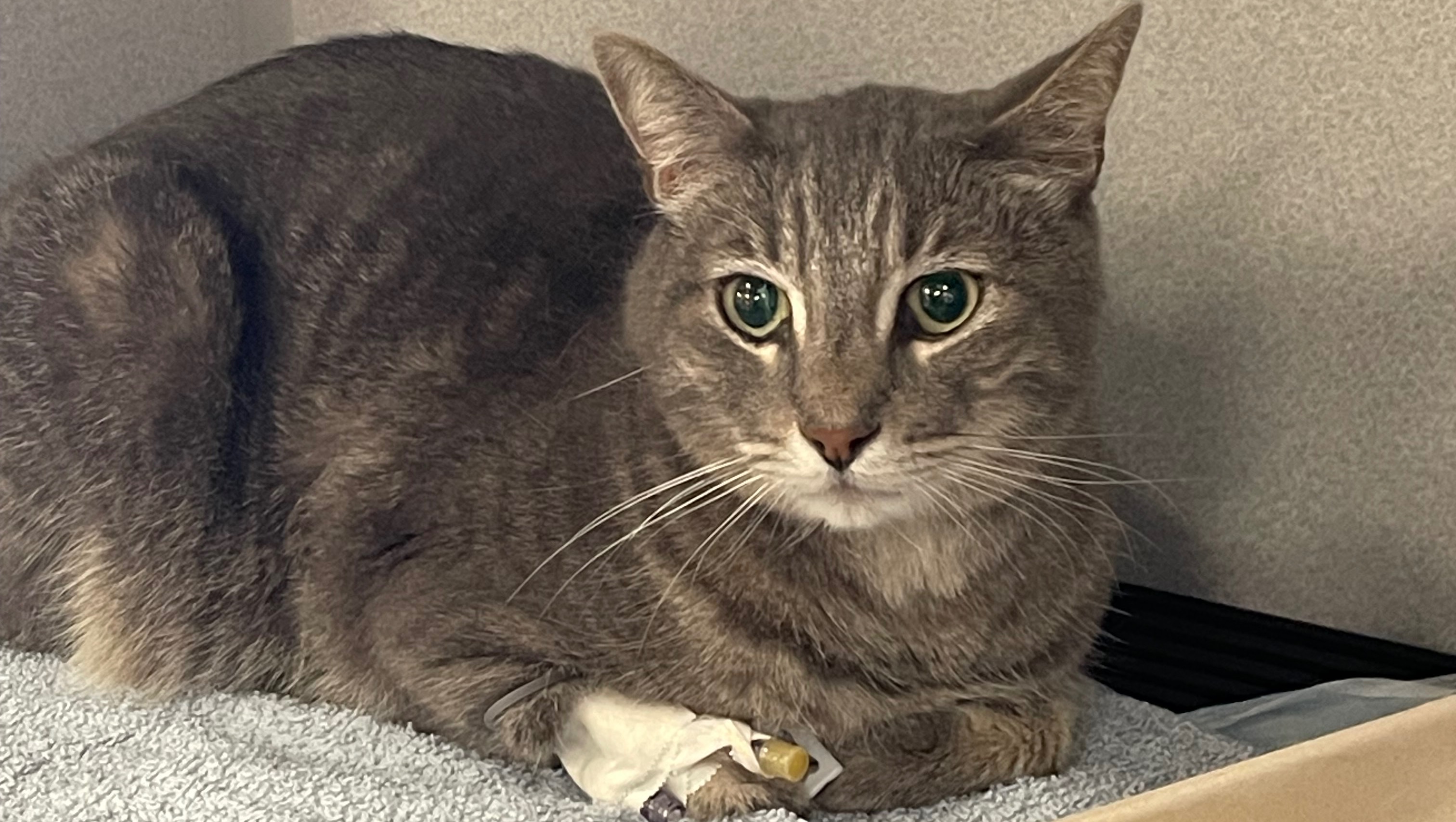 Fundraiser by Winston Shoemaker : Save Our Kitty: Urgent Surgery Needed