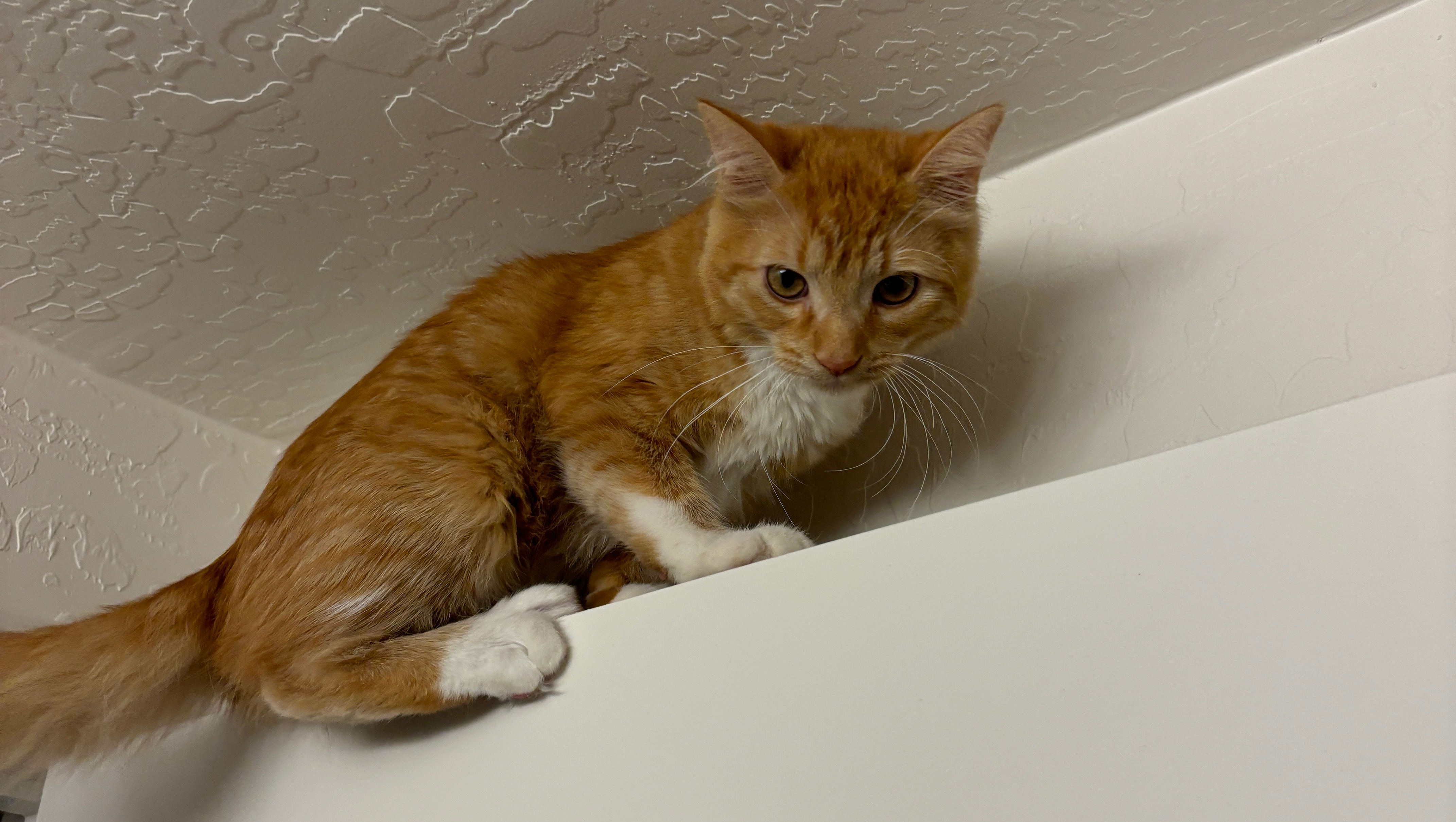 Fundraiser by Allison Bremner : Support Tinker Bell's Vet Care