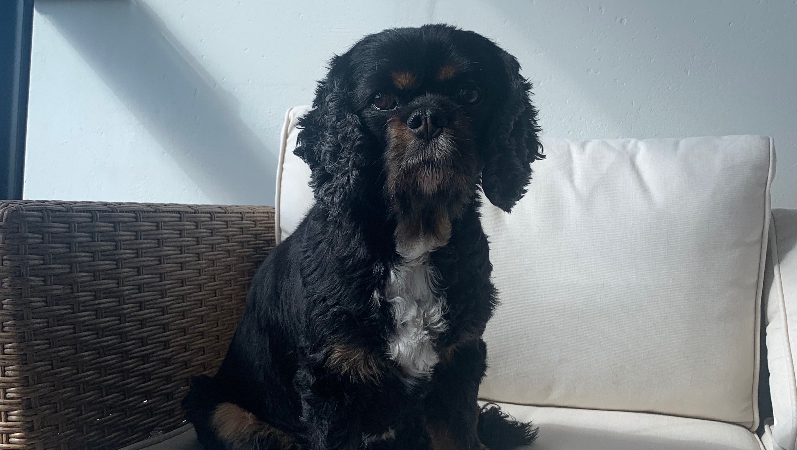 Fundraiser by Jennifer Arriaga : Beans needs surgery