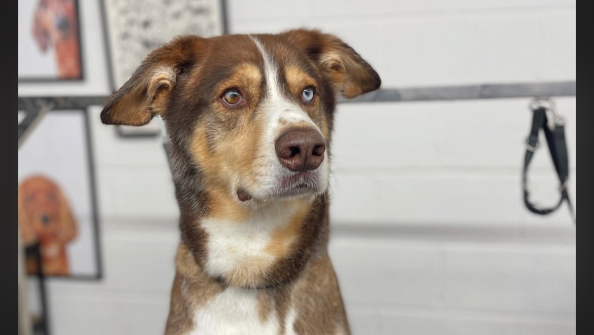 Fundraiser by James Machin : Please help socks get the treatment he needs