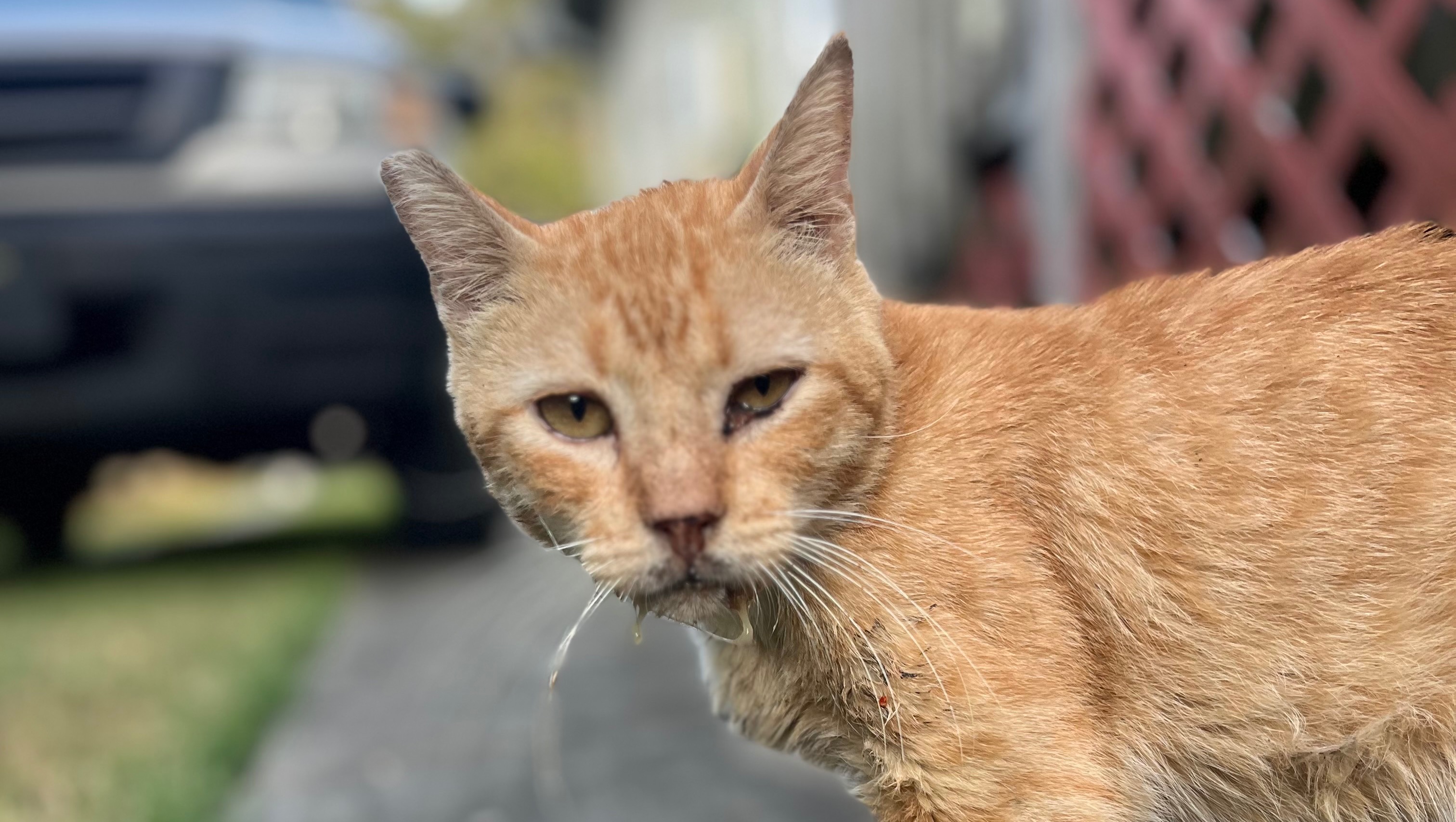 Fundraiser for Theresa Bridges by Jordan Highsmith : Give Justin a Pain ...