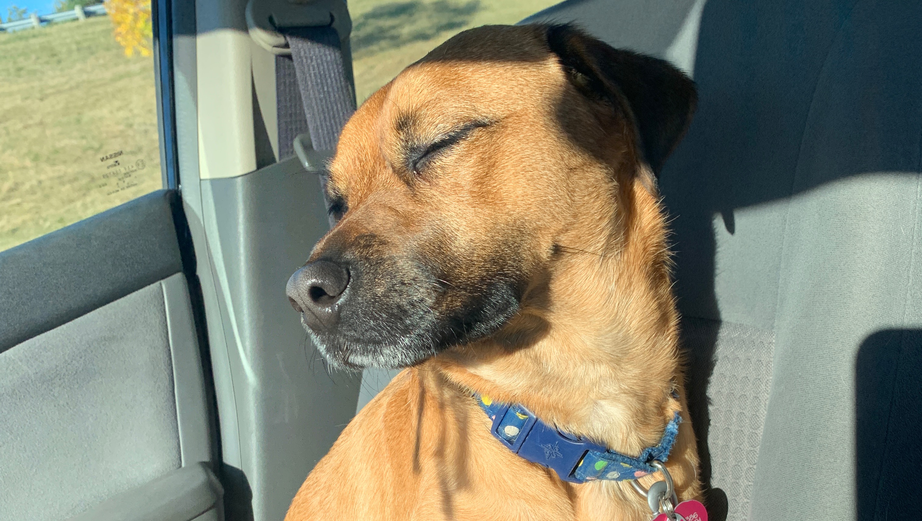 Fundraiser by Kacie Erickson : Support Daisy's Mass Removal Surgery