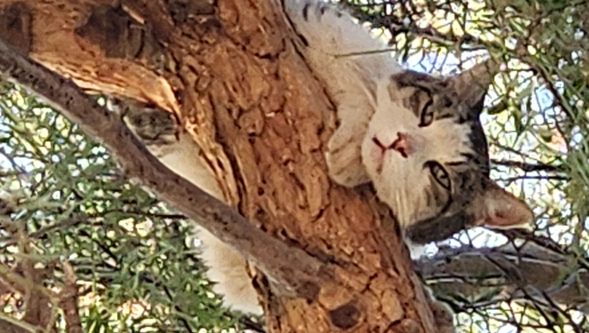 Fundraiser by Kindra Thomassen : Cat stuck in a tree for 6 days: Rescue ...