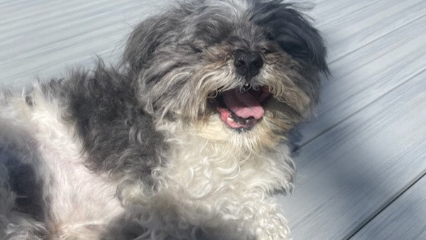 Fundraiser for Lisa Fitzsimmons by Alina Ungureanu : Help Bear get his ...