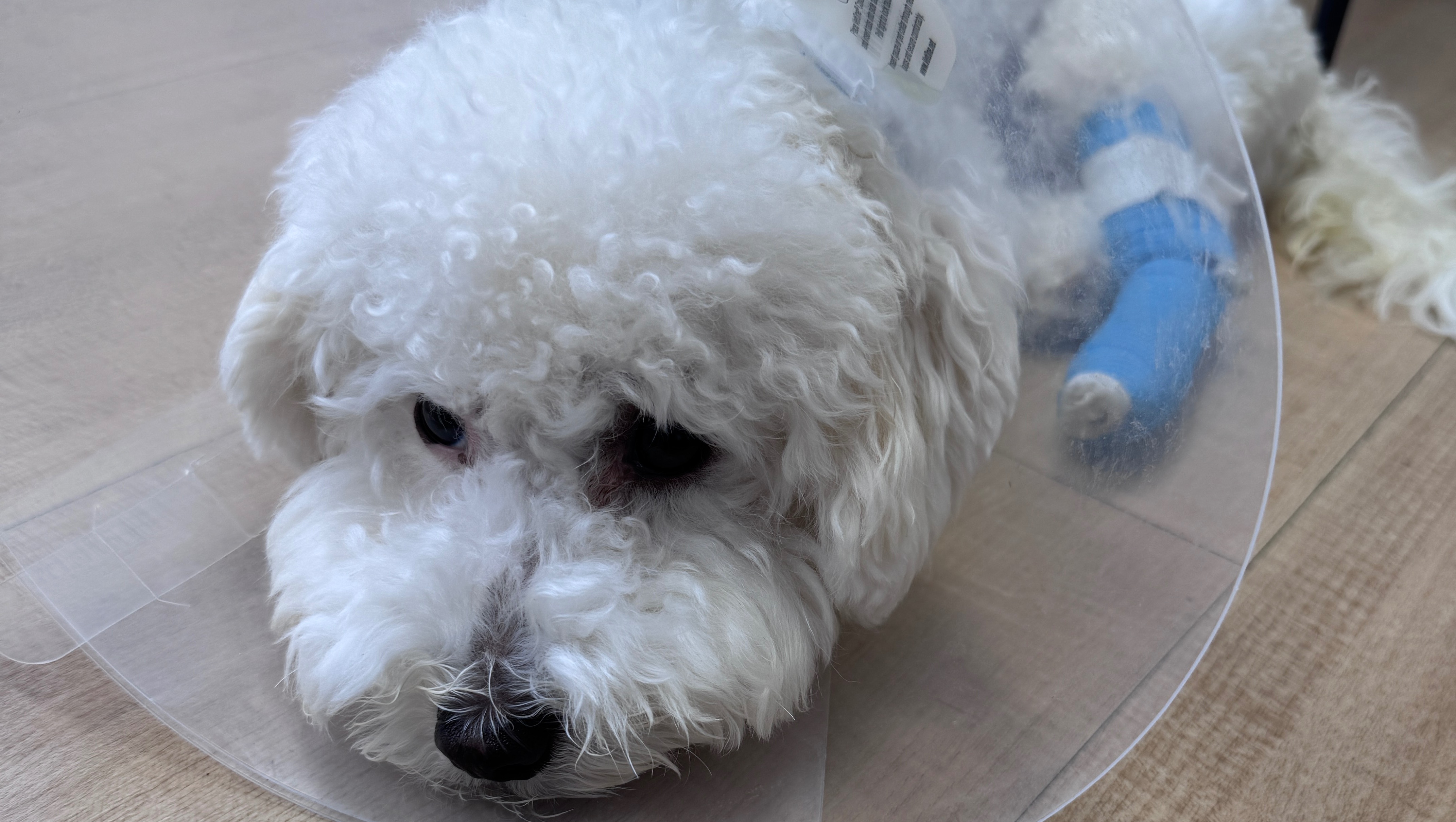 Fundraiser for Timothy Yong Yen Ng by Ying-Shui Wang : Saving My Best ...