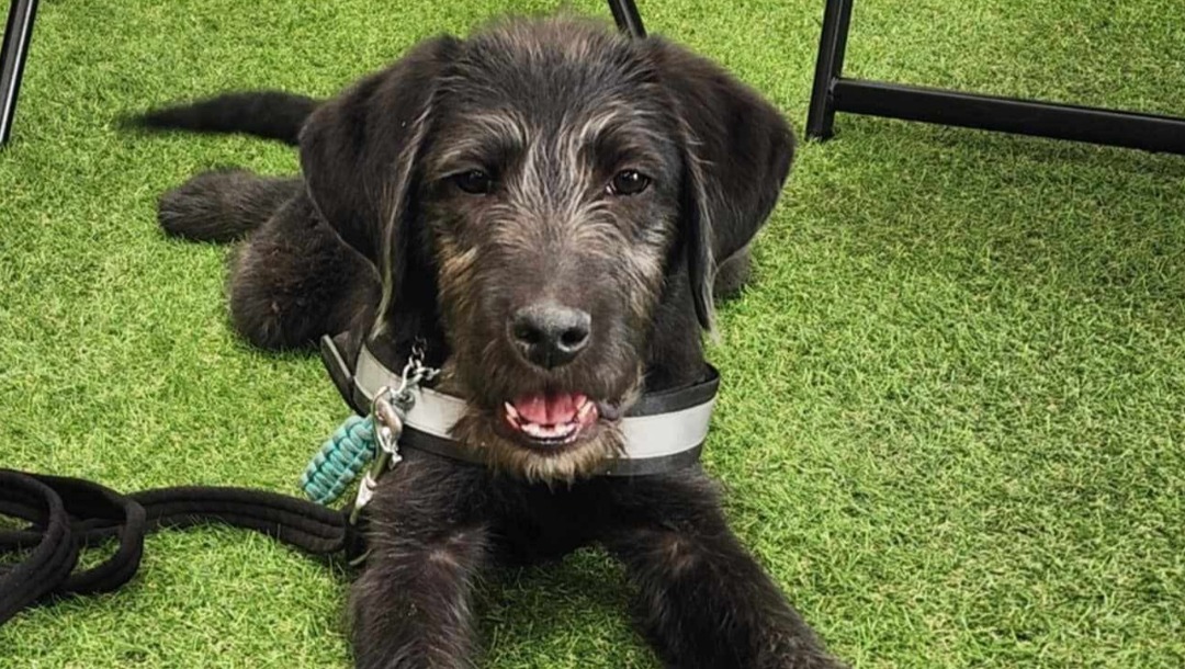 Fundraiser by Marina Barlam Sheedy : Help Cameron Get a Life-Saving ...