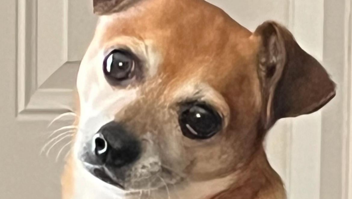 Fundraiser by Michelle Letcher : Support Buddy's Healing Journey