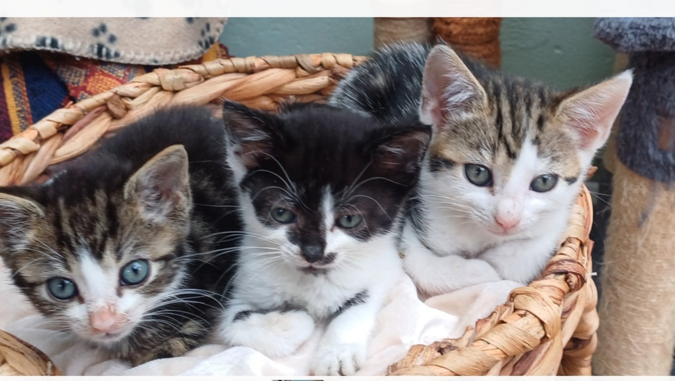 Fundraiser by Scott Batchelor : Kitties at denton cat