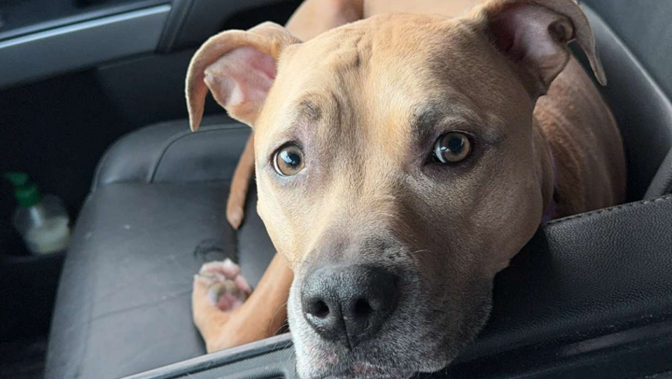 Fundraiser by Shelby West : Keep Nala Healthy: Tumor Removal