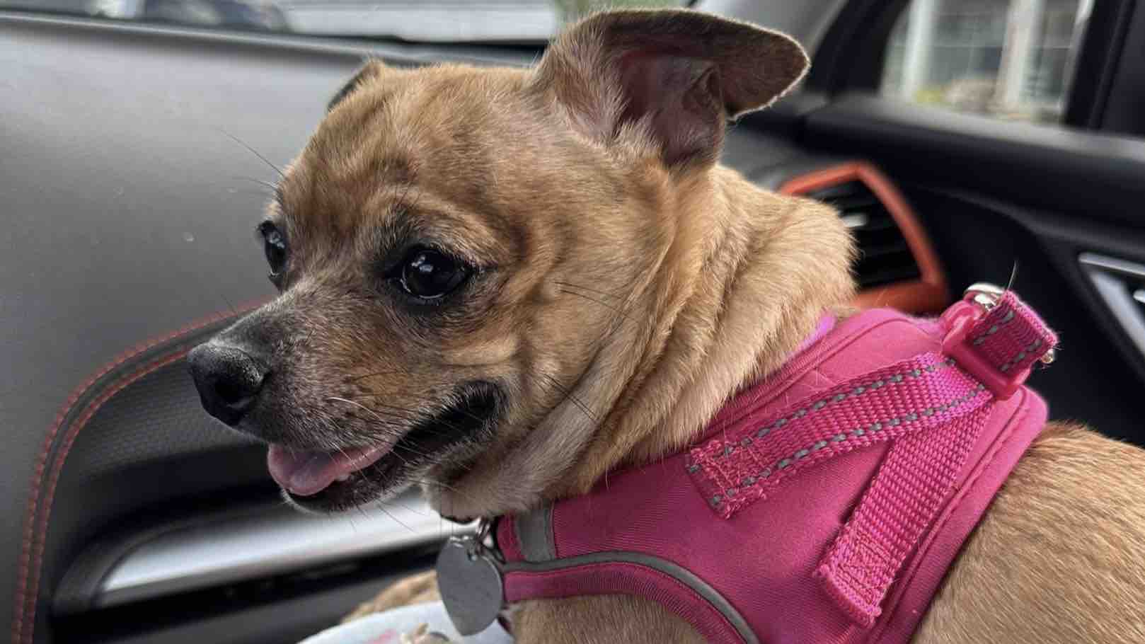 Fundraiser for Emely Hernandez by Katherine Checo : Honey’s Inguinal ...