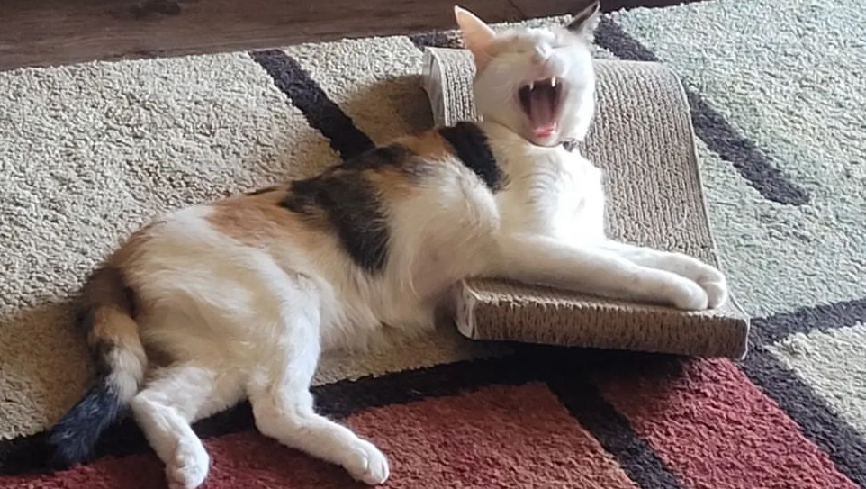 Fundraiser by Ronnie Petz : Help Save Cali: Support Ellie's Cat's ...