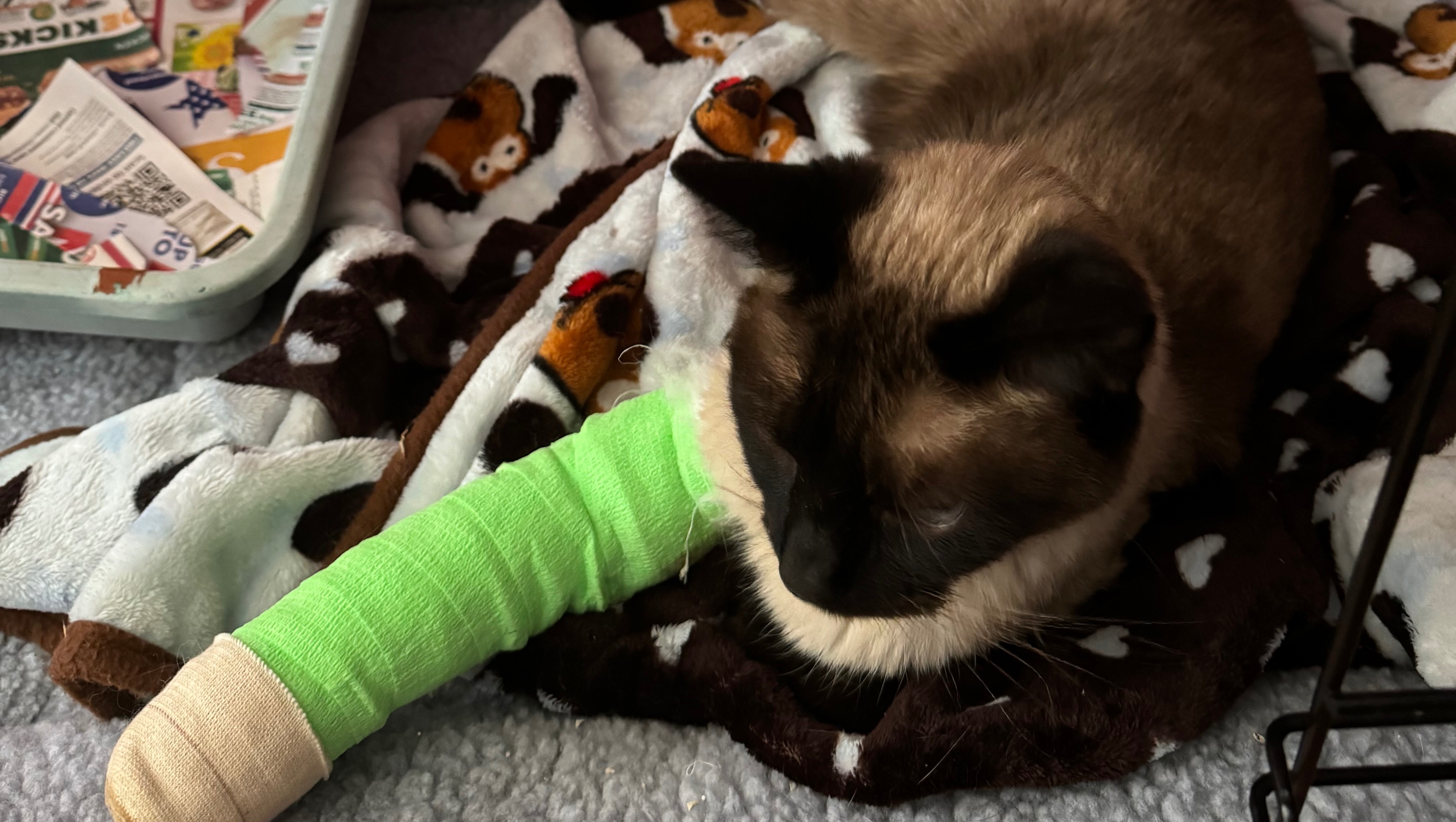 Fundraiser by Jacklyn Genna : Support Butter's Surgery and Healing