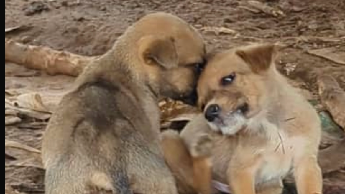 Fundraiser by Jamie Spickerman : Ugandan dogs and pups