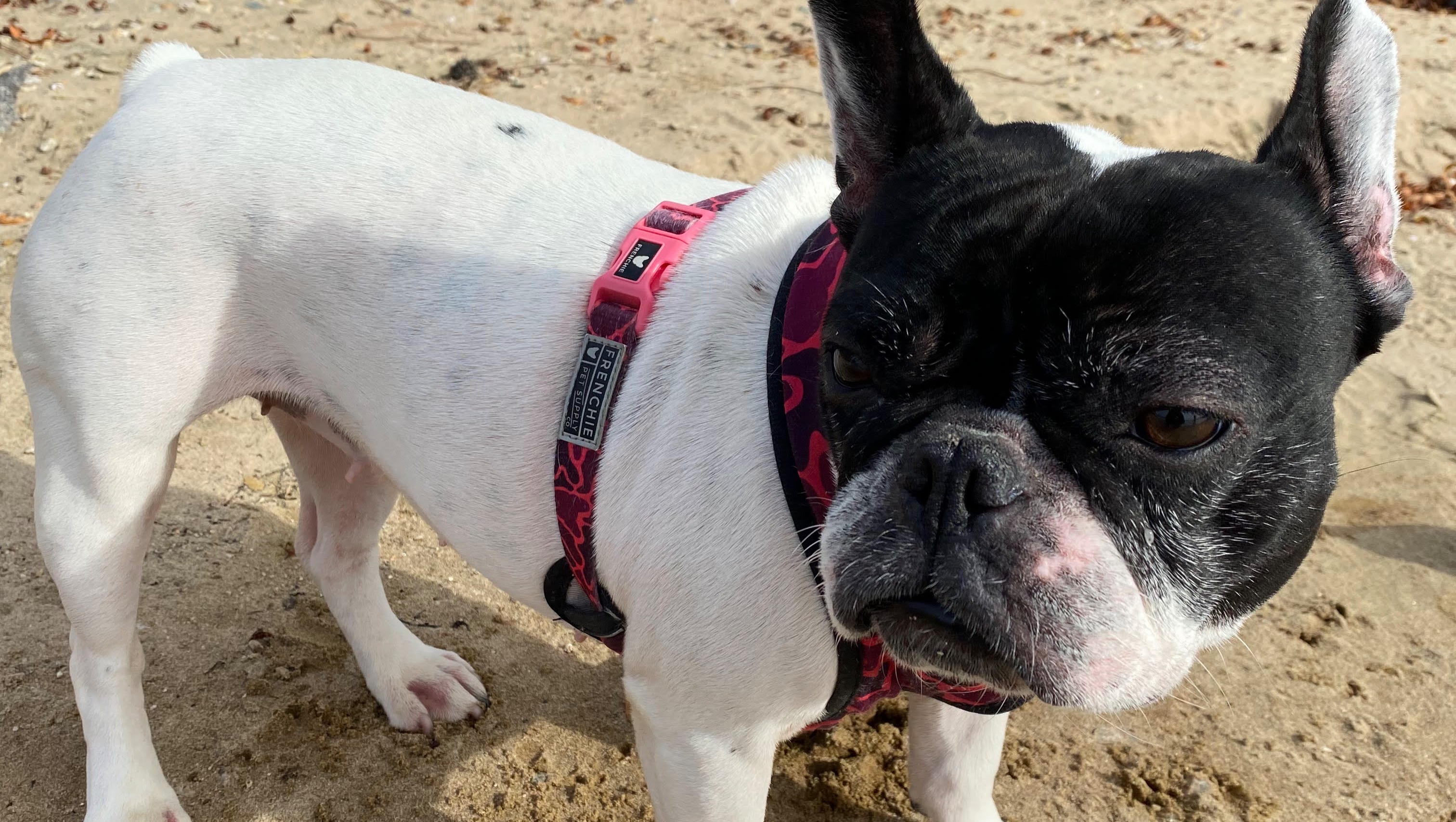 Fundraiser by Marissa Velarde : Support Milla's Emergency Surgery