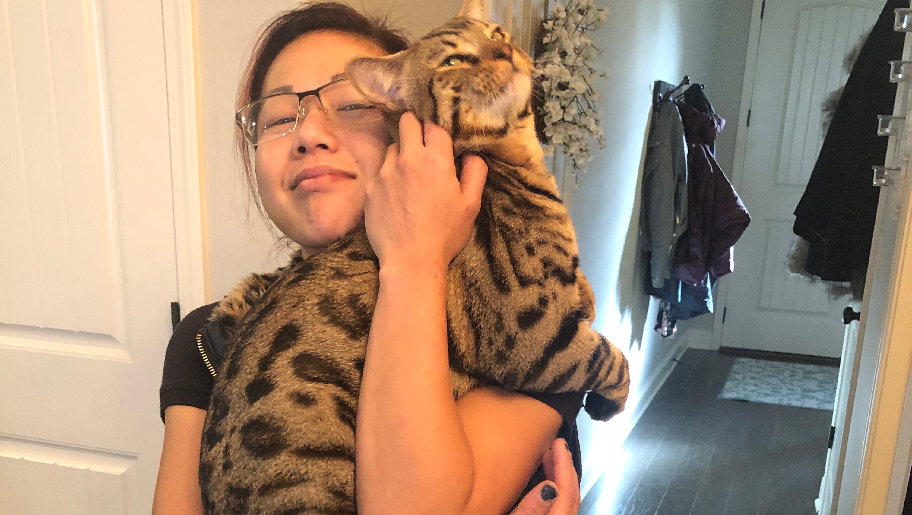 Fundraiser by Cat Rescue : Donate to Save Nevo from Aggressive Cancer