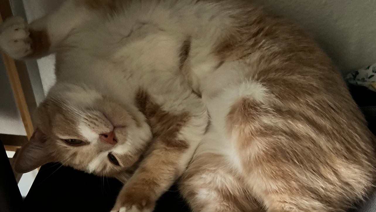 Fundraiser by Alex Decker : Help Charlie Recover from a Traumatic Attack