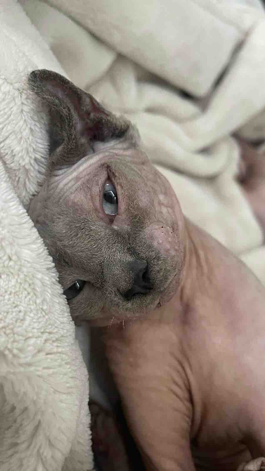 Fundraiser by Paula Urzua : Walter's Total Ear Canal Ablation Surgery ...