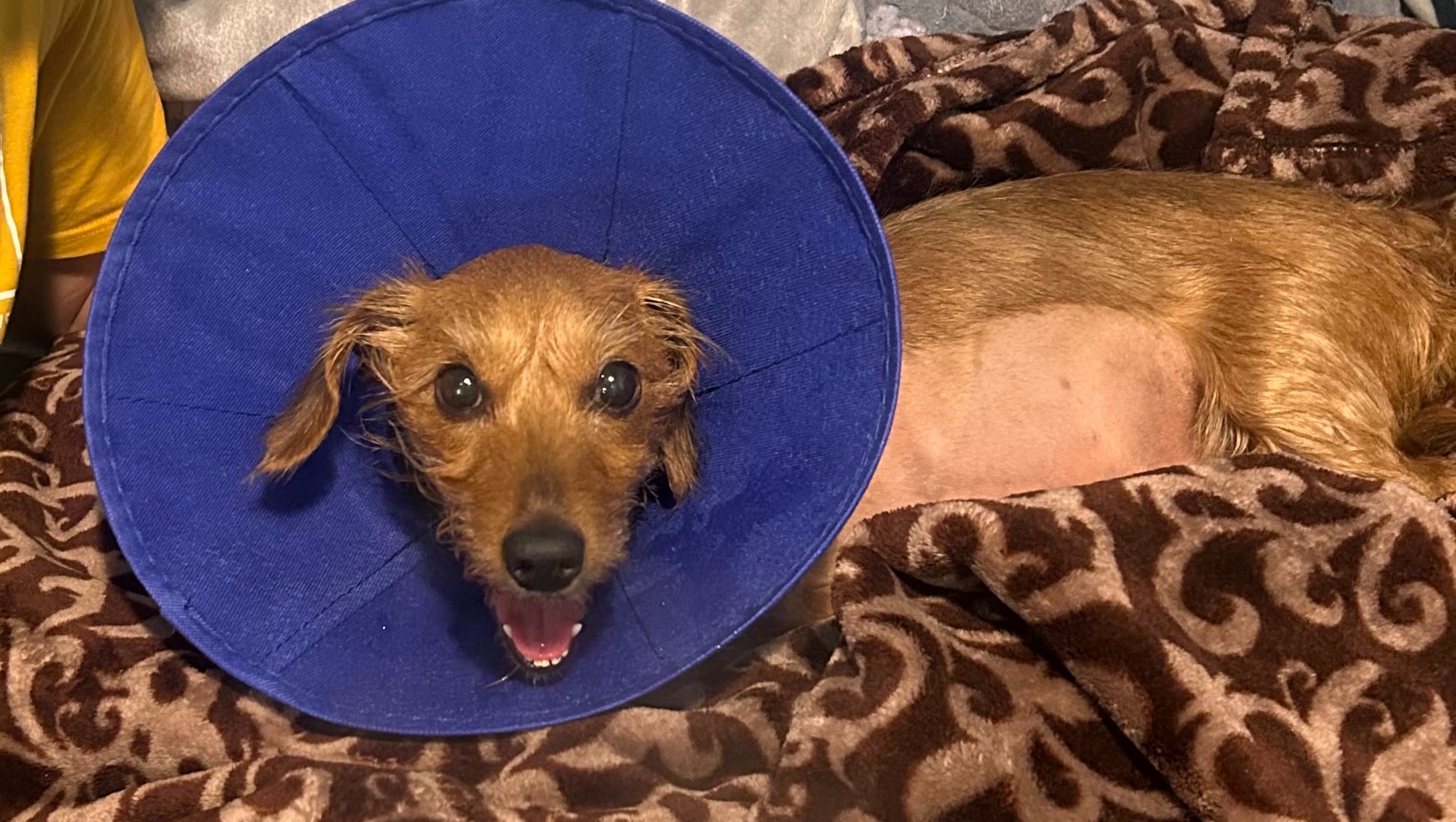 Fundraiser by Emma Halbert : Support Shaylee and Coco's Emergency Surgery