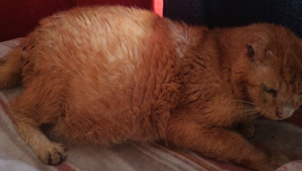 Fundraiser by Barbara Ruda : Urgent Help for Community Cat's Vet Bills