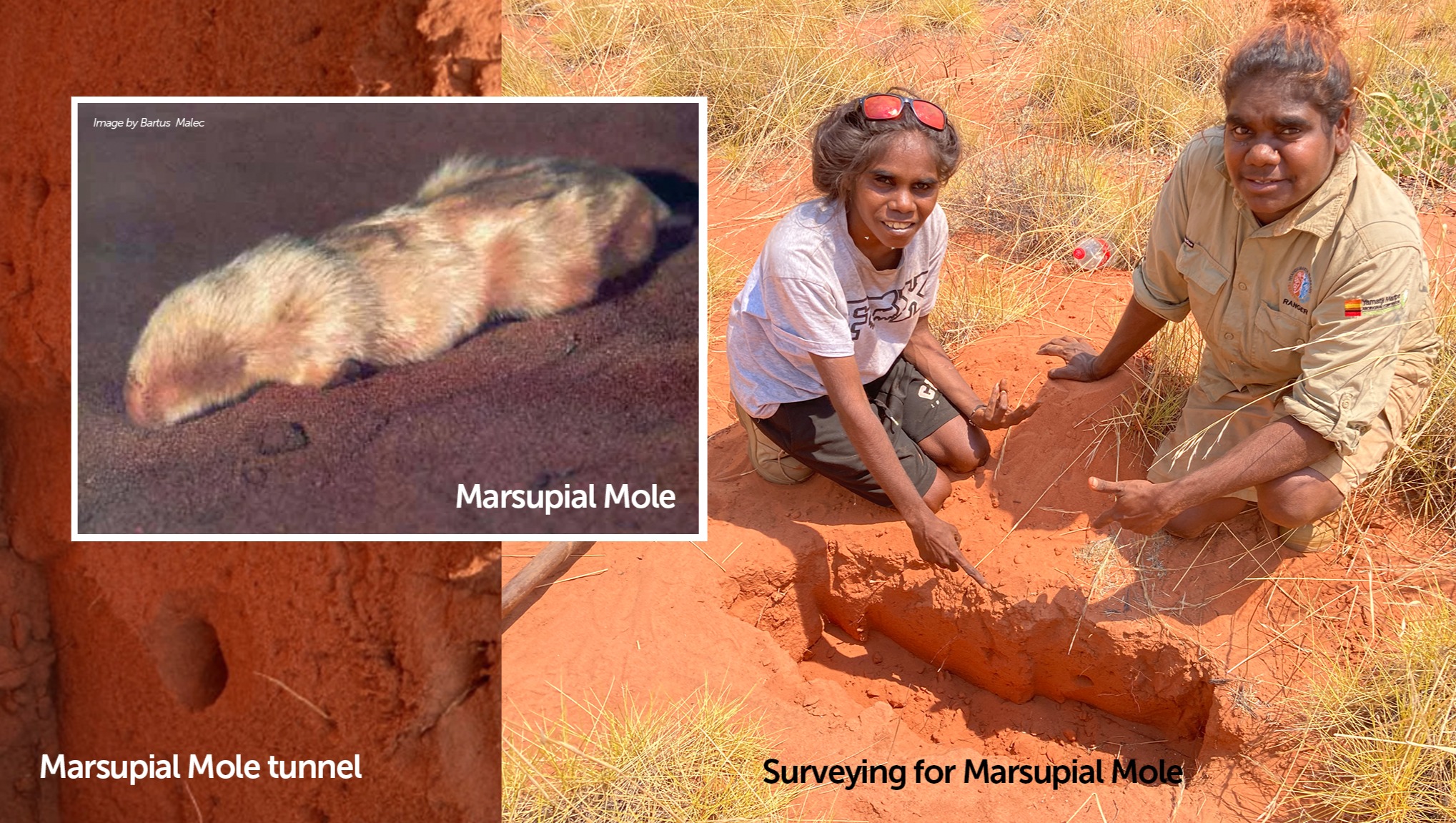 Fundraiser by Nyangumarta Rangers : Make the Marsupial Mole the ...