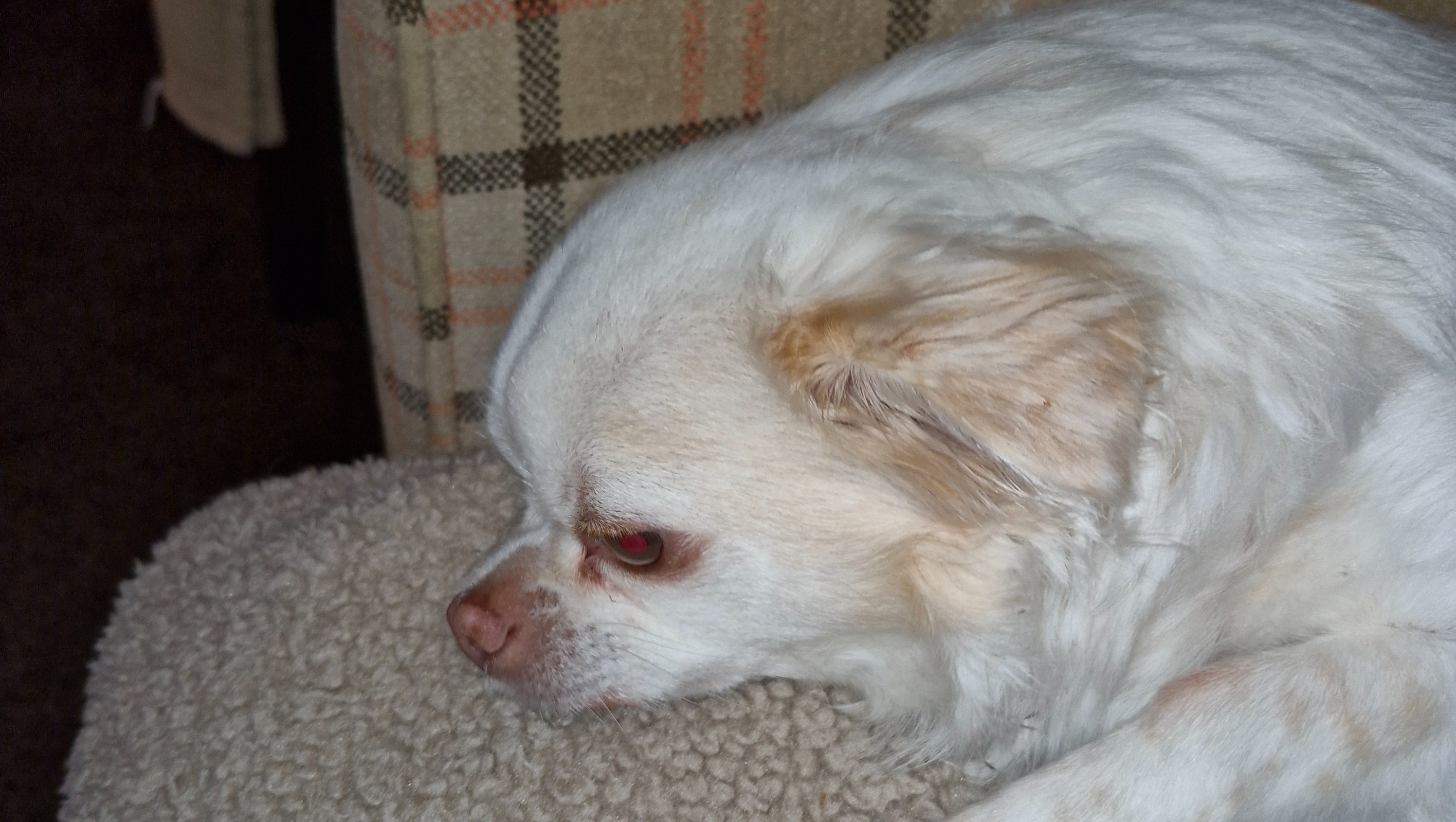 Fundraiser by Karen Newsham : Surgery to fix Cruciate Ligaments that ...