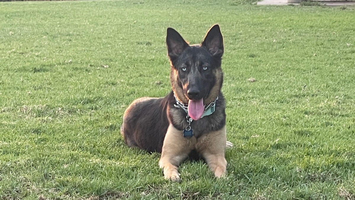 Spendenaktion von ASHLEY SELVIG: Support Our Dog's Urgent Paw Surgery