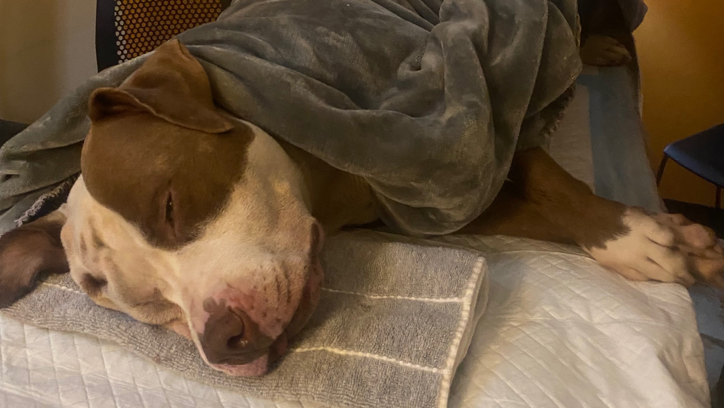 Fundraiser by Lisa Adolph : Support Bella’s final journey home