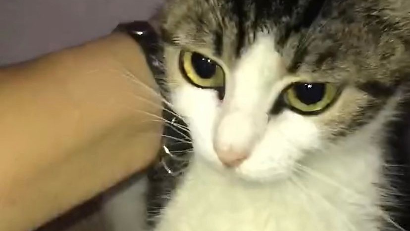 Fundraiser by Chiara Pasquinelli : Donations for Mert’ cats