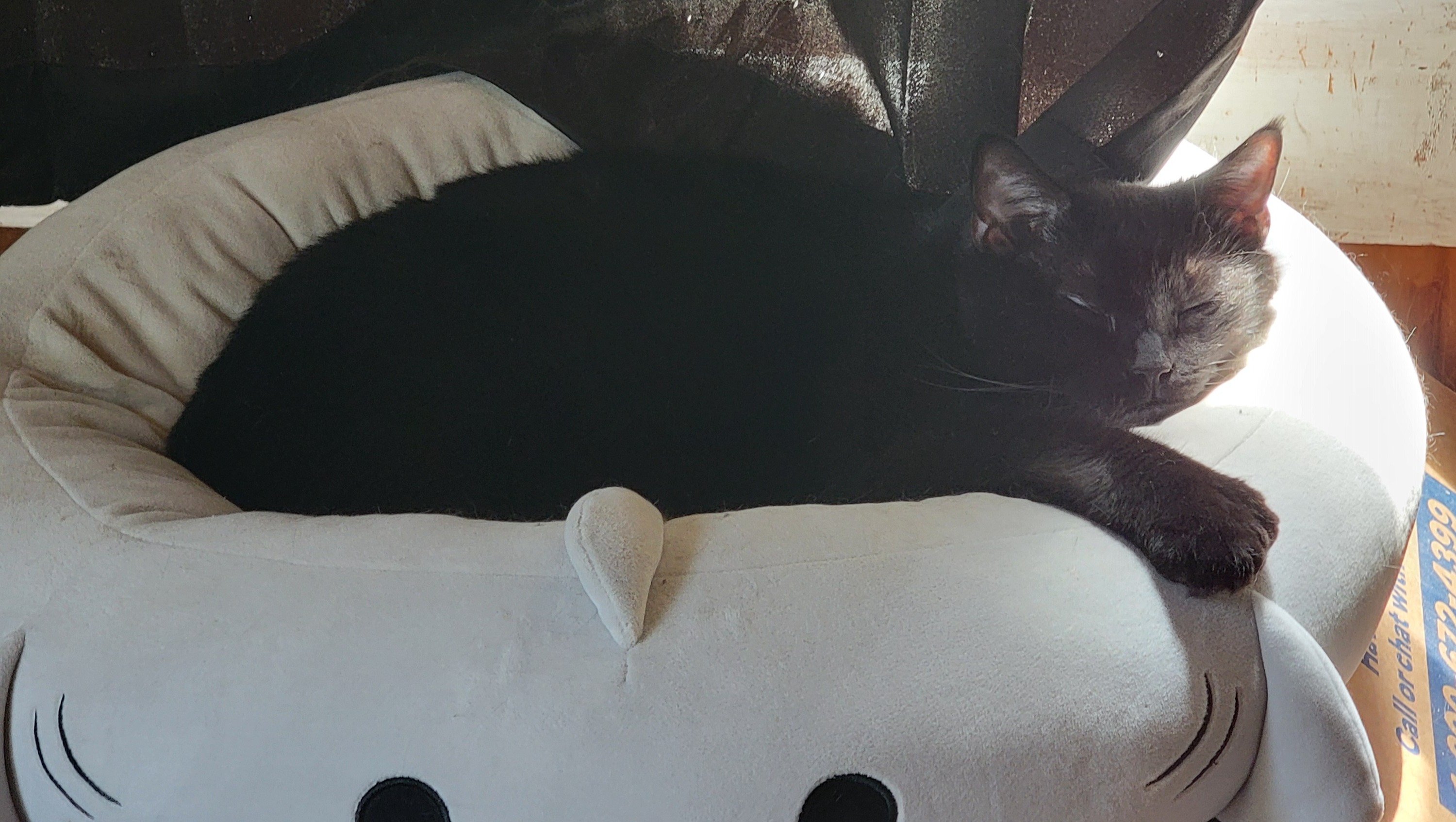 Fundraiser by Victor Toth : Support Smaug's Urgent Medical Treatment