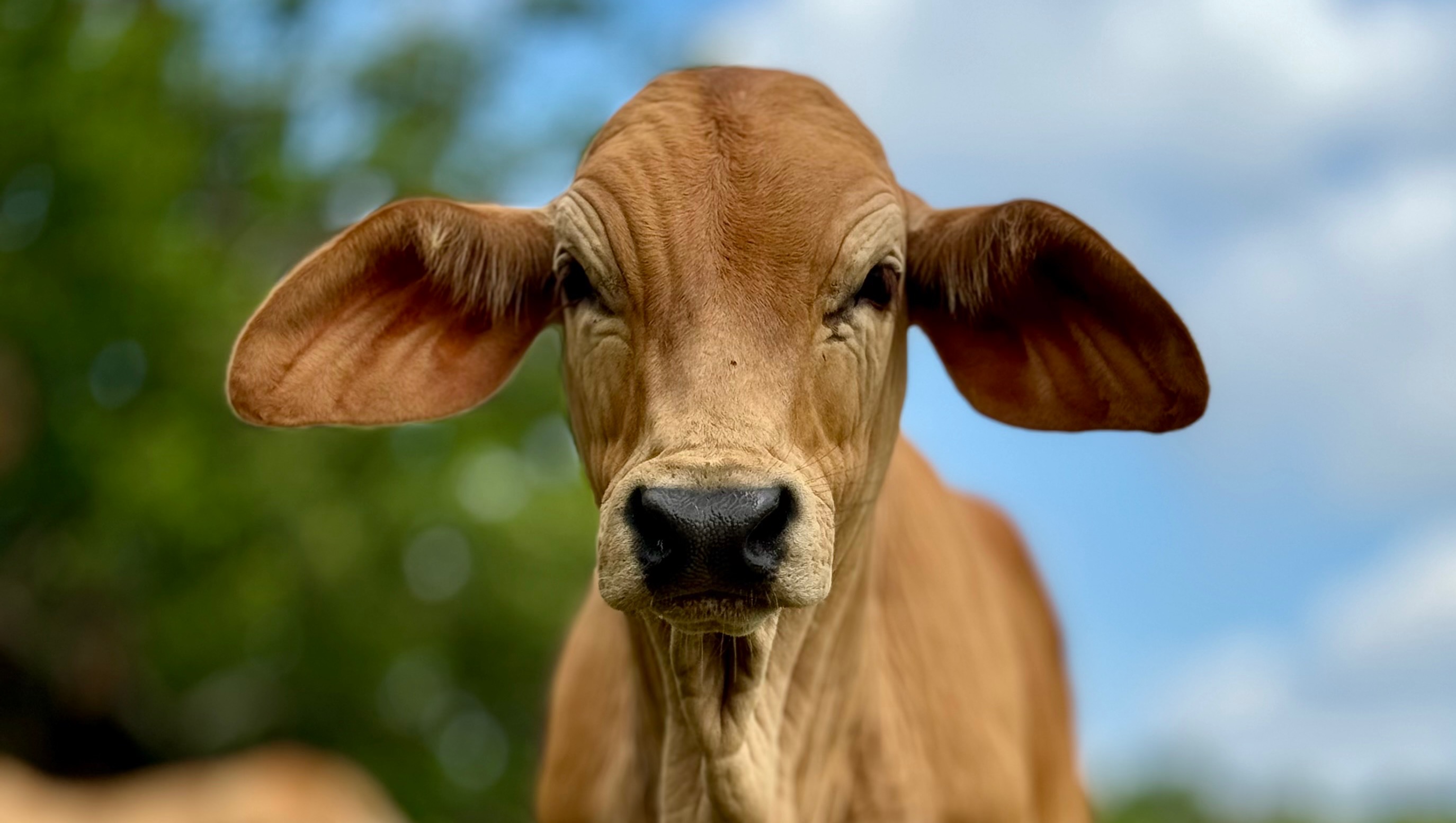 Fundraiser by Shannon L Mason : Save Mason from Slaughter: Your Help Needed