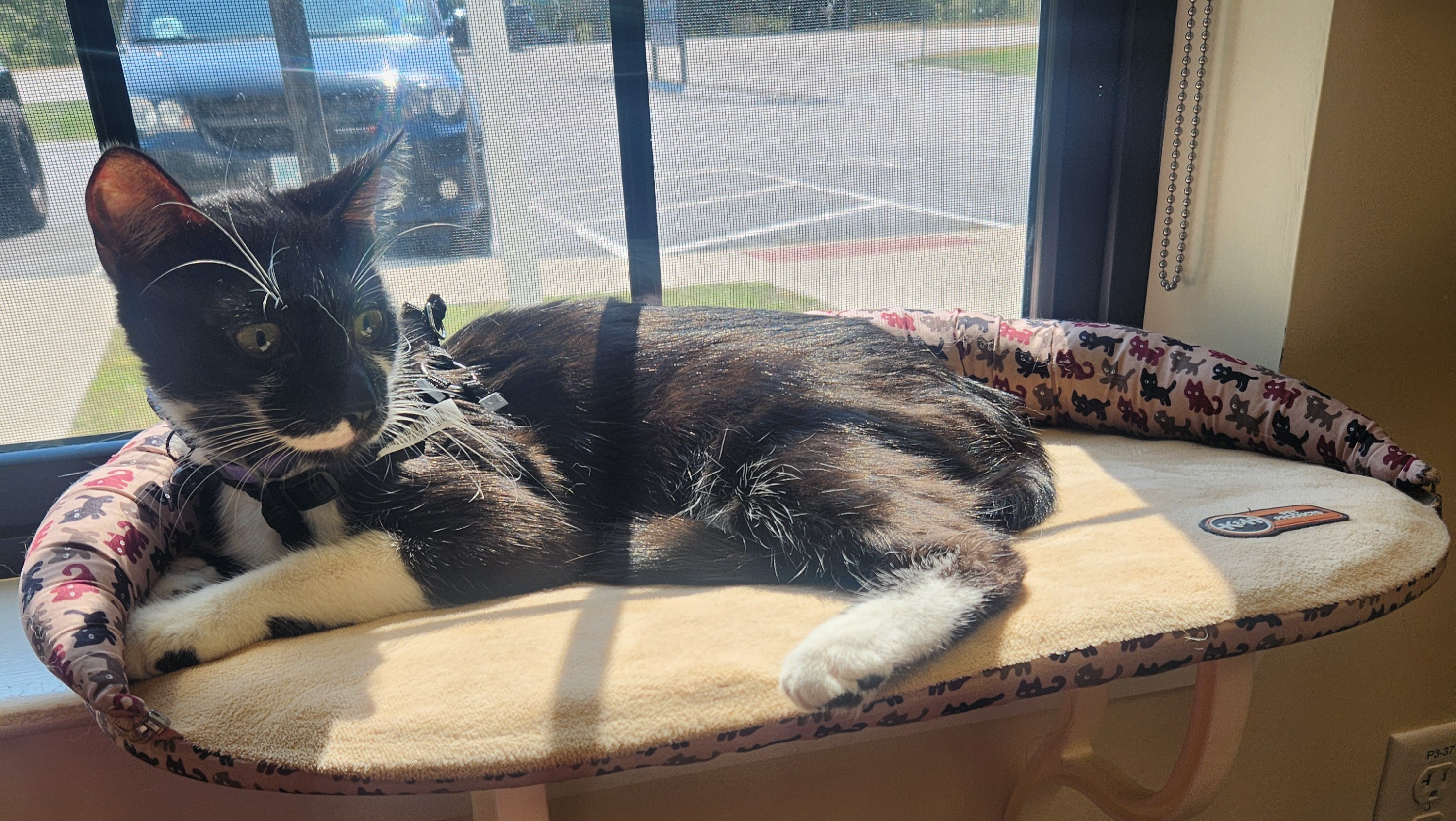 Fundraiser by Caryn Coates : Archie needs surgery! Please, help.