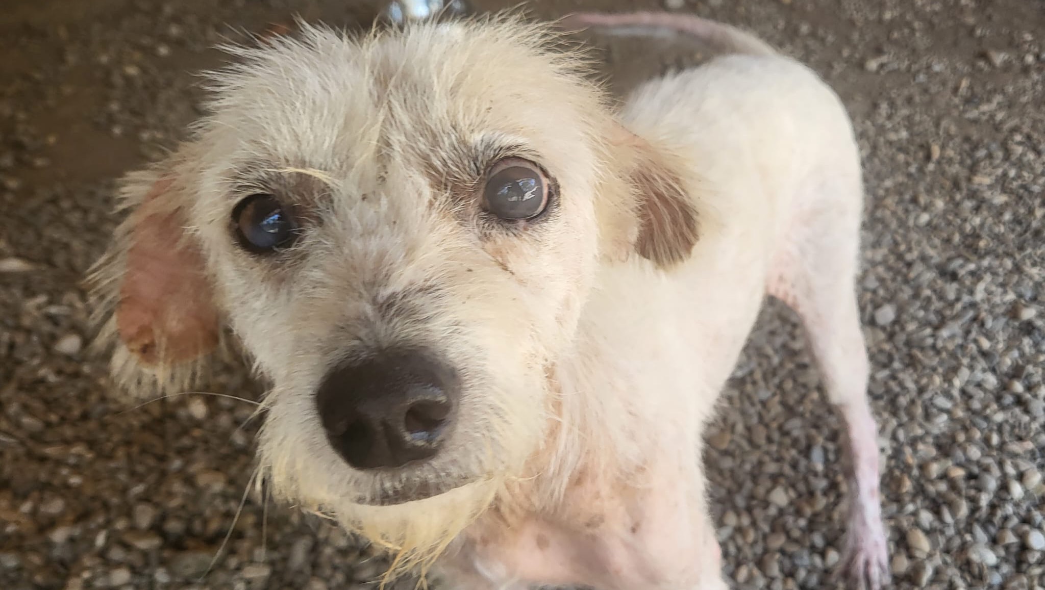 Fundraiser by Charlotte Leech : Help for Sizzle the ELI dog