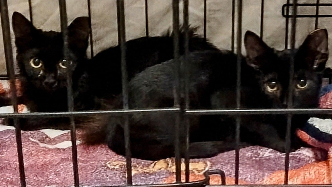 Fundraiser by David Kempton : TNR at UPS-PLEASE HELP Phoenix's Feral Cats