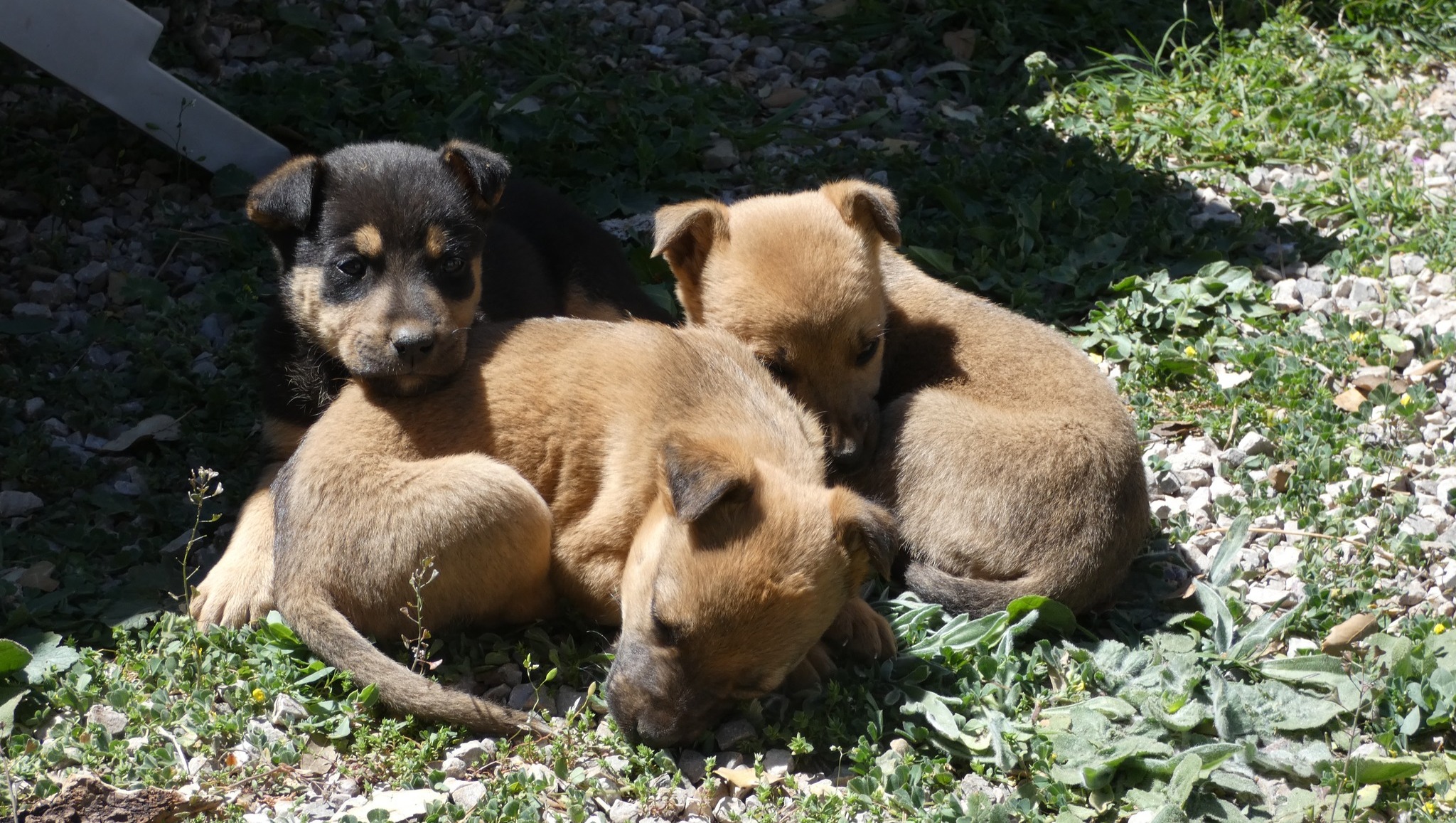 Fundraiser by carolien grim : Bab Boudir Sterilisation Project