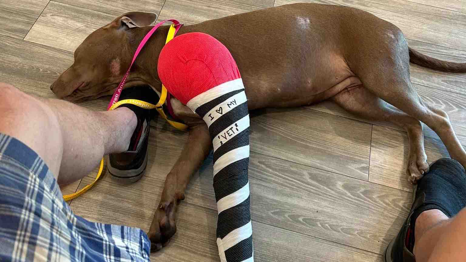 Fundraiser by Kellie Vanderford : Support Ruby's Surgery for James ...