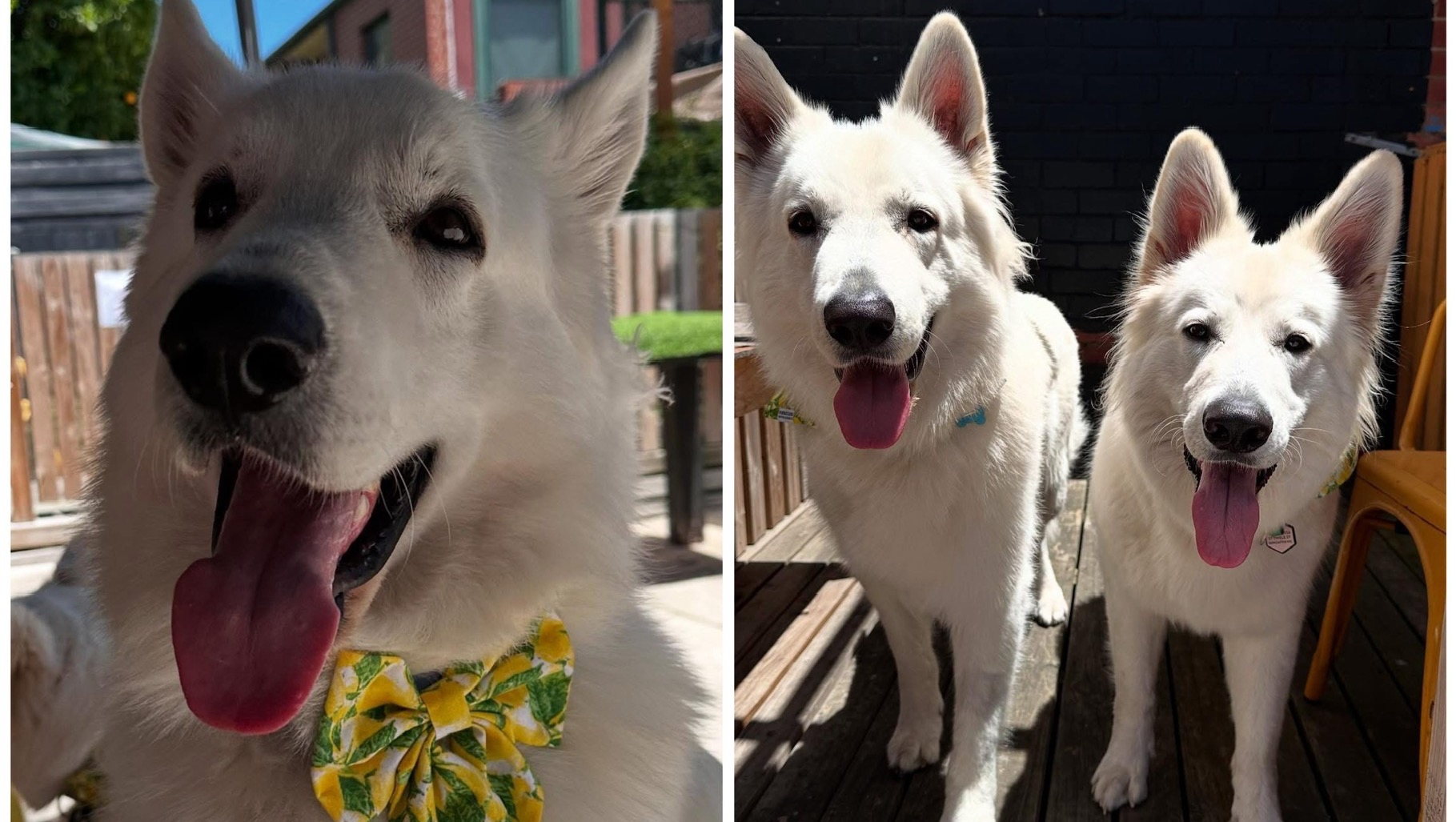 Fundraiser by Jan Kelly : Micah has found his forever home!