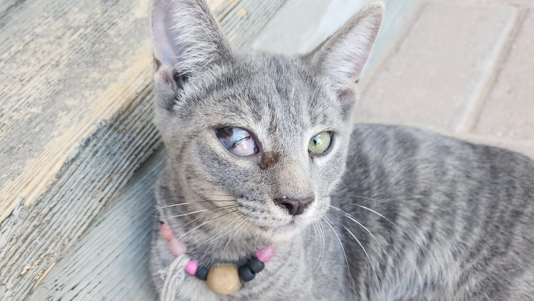 Fundraiser by Noemi Meza : Help us to perform surgery on Lola Ayúdenos ...