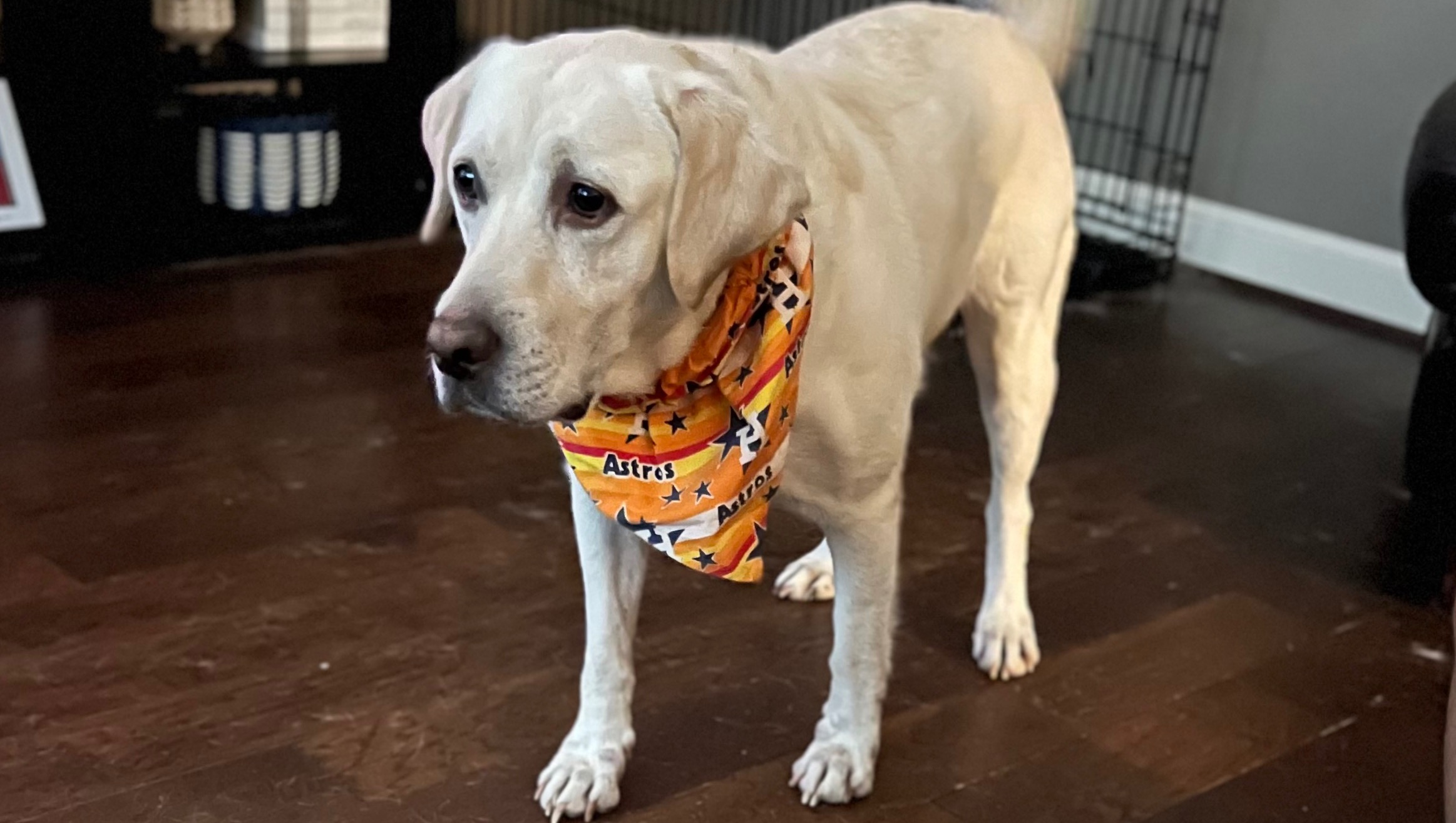 Fundraiser by April Benavides : Support Astro's Emergency Surgery