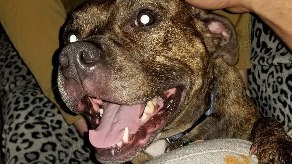 Fundraiser by Brian Daigle : Give Luna the Chance to Beat Cancer