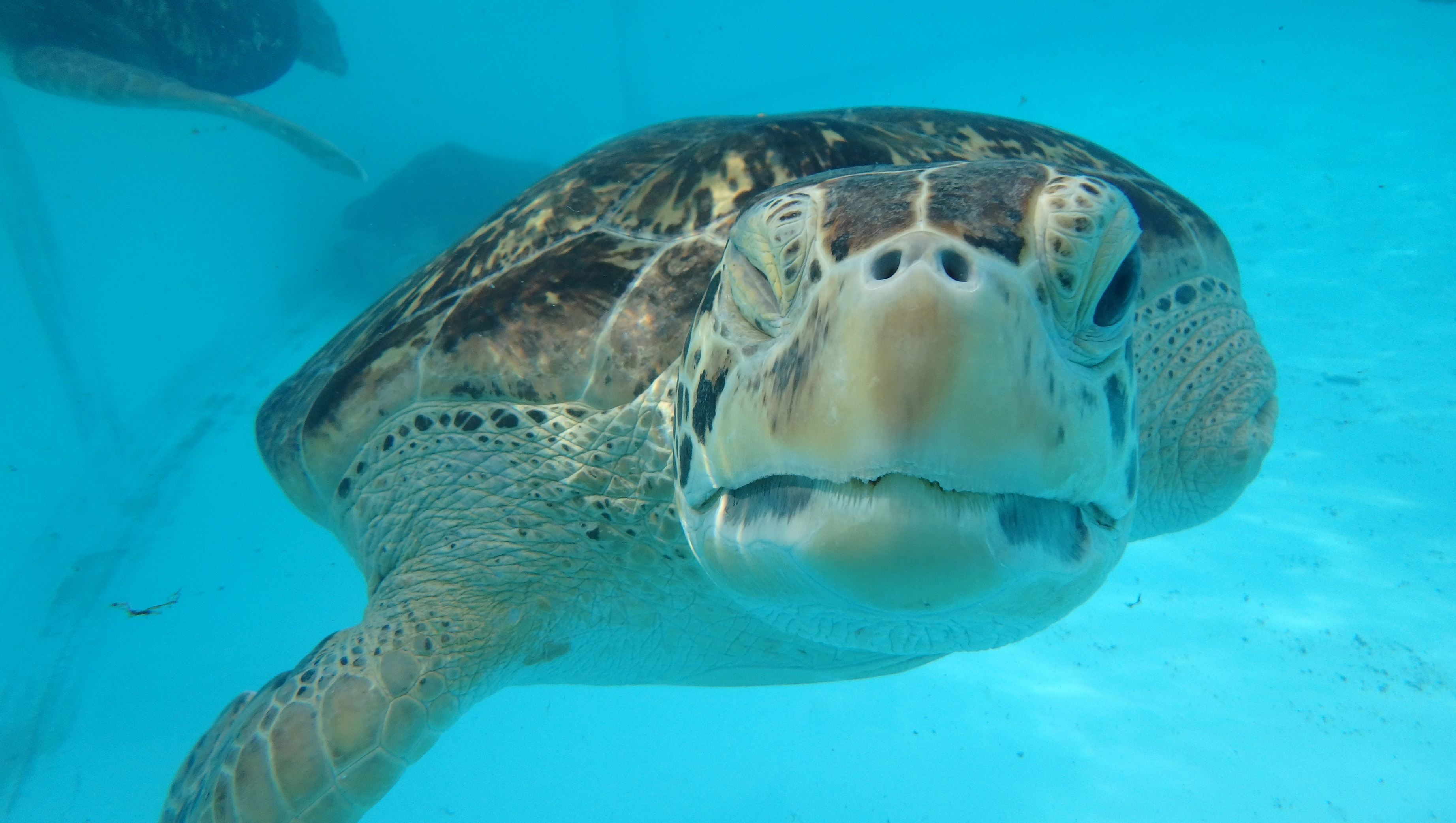 Fundraiser by Seneca Perry : Donate to Seneca's Turtle Rescue Project