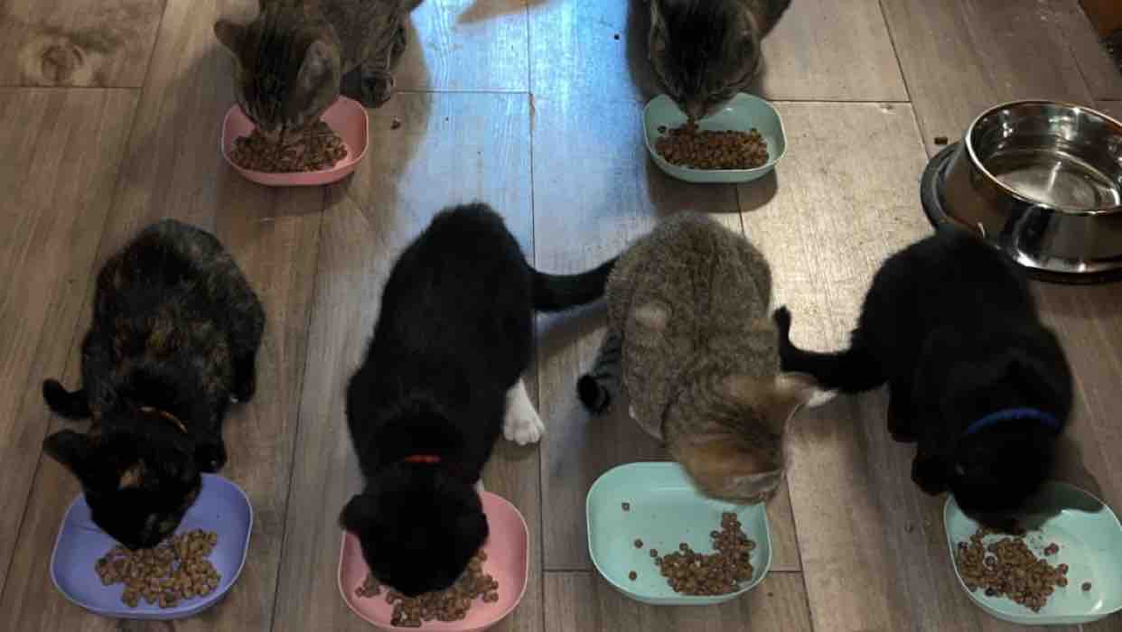 Fundraiser by Candice Dutcher : Help Candice Care for Rescued Kittens